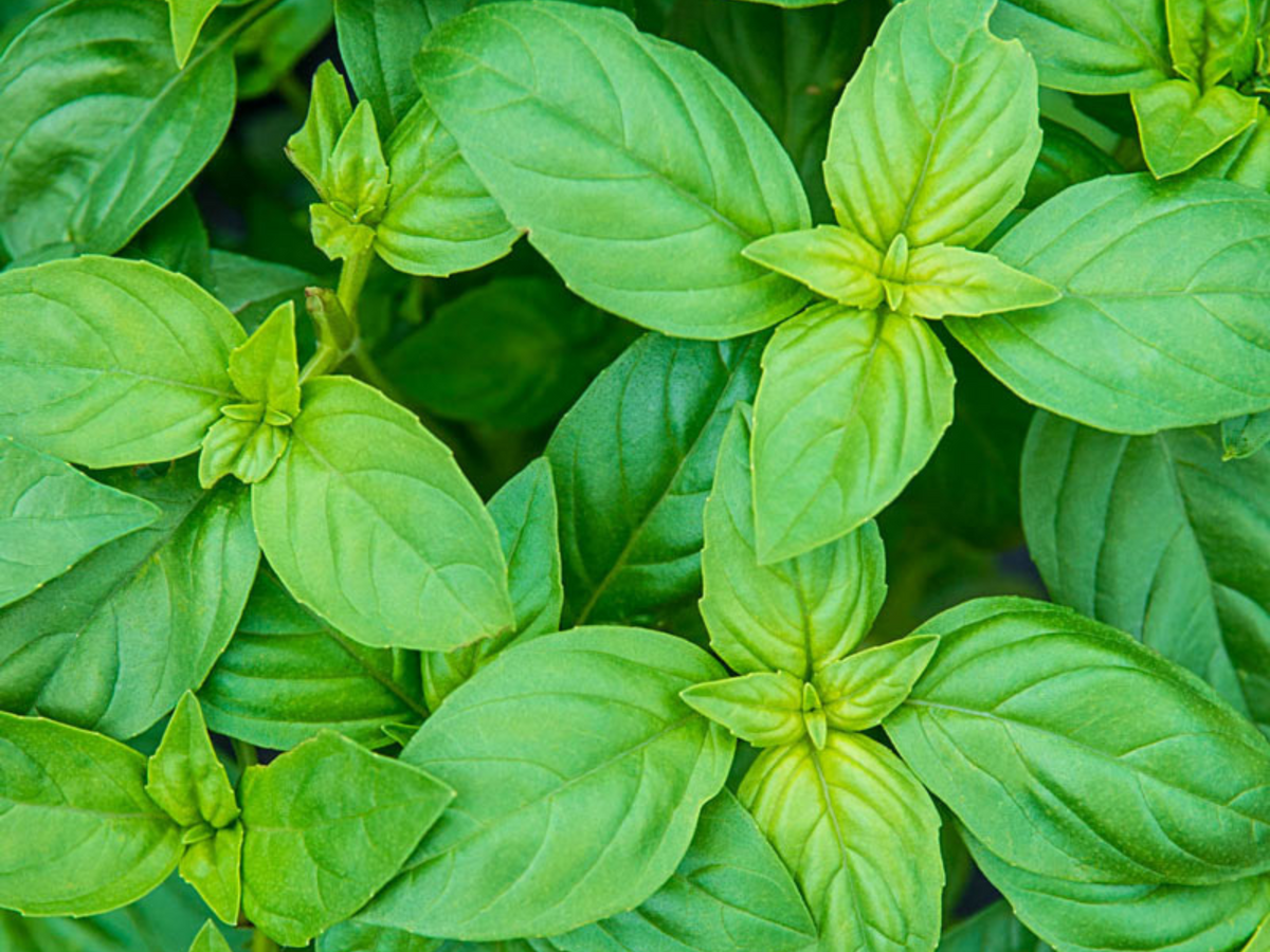 Sweet Basil – Quan Shui Wet Market