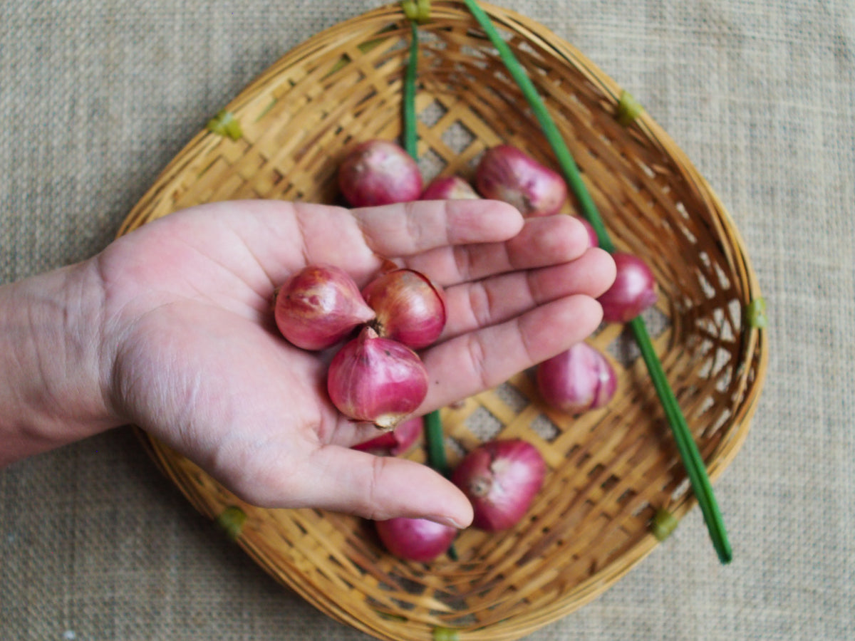 Philippines Shallots 小葱头 – Quan Shui Wet Market