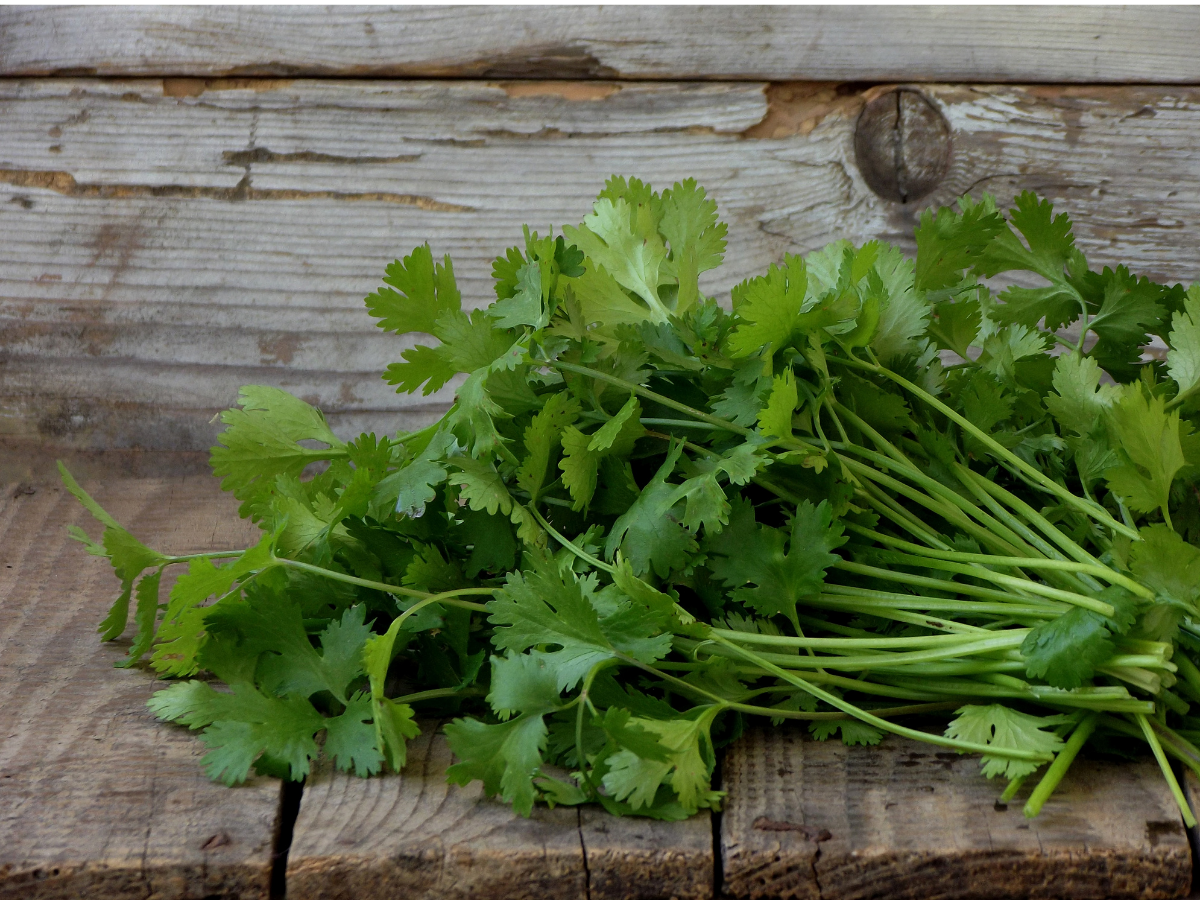 Thailand Cilantro/Coriander 香菜 – Quan Shui Wet Market